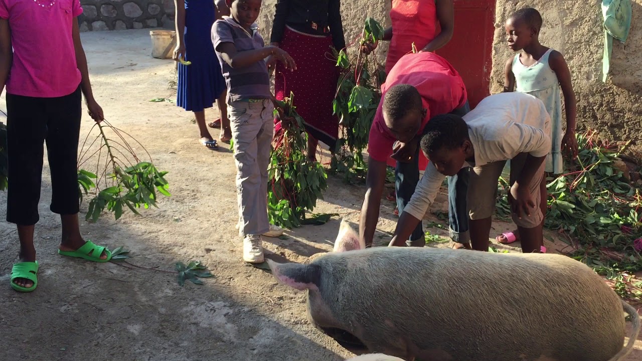 Ejohabo members feeding their pigs - YouTube