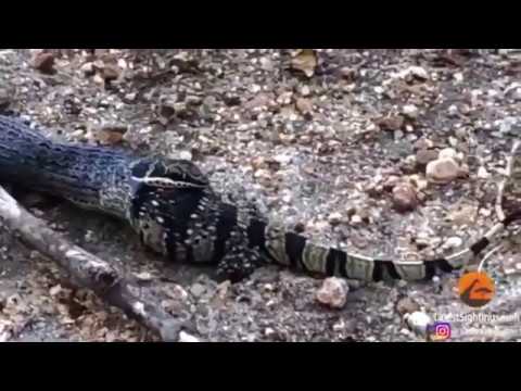 snake eat a big lizard - YouTube