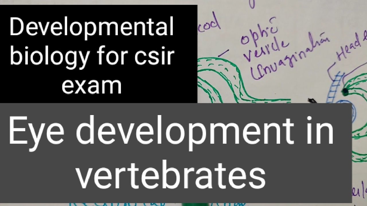 Developmental biology... Vertebrates Eye development - YouTube