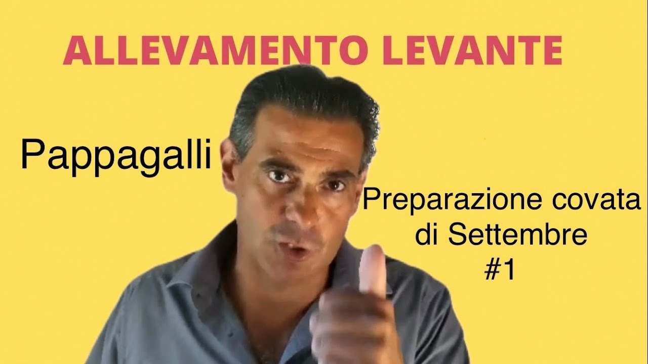 Pappagalli - preparazione covata di settembre- #1 - YouTube