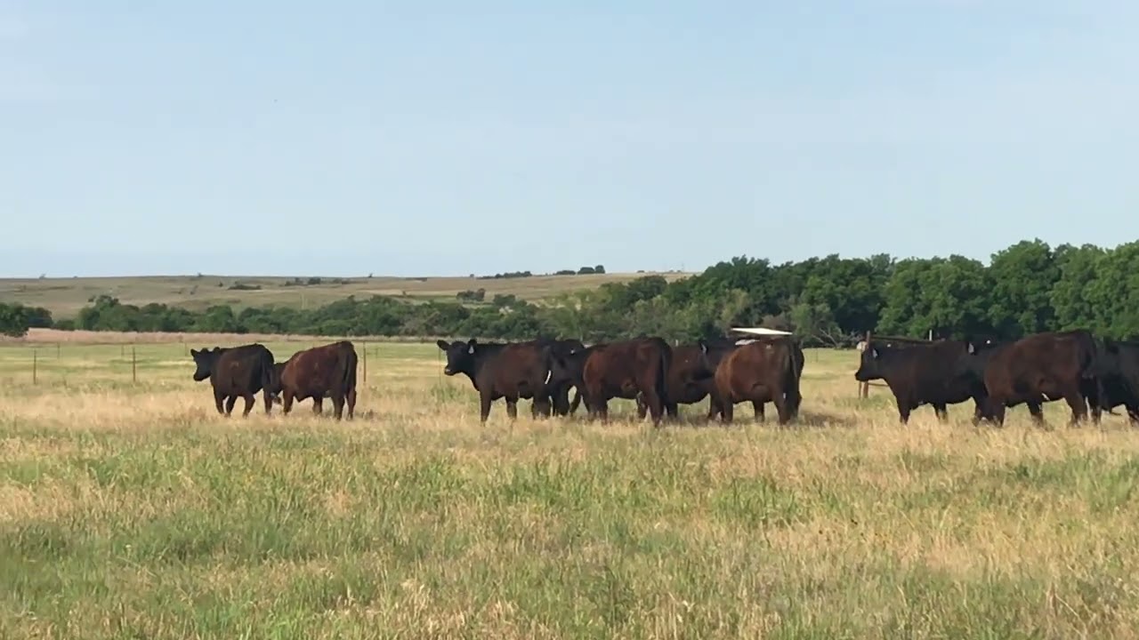 The Cattle Range Listing: #206D379 - YouTube