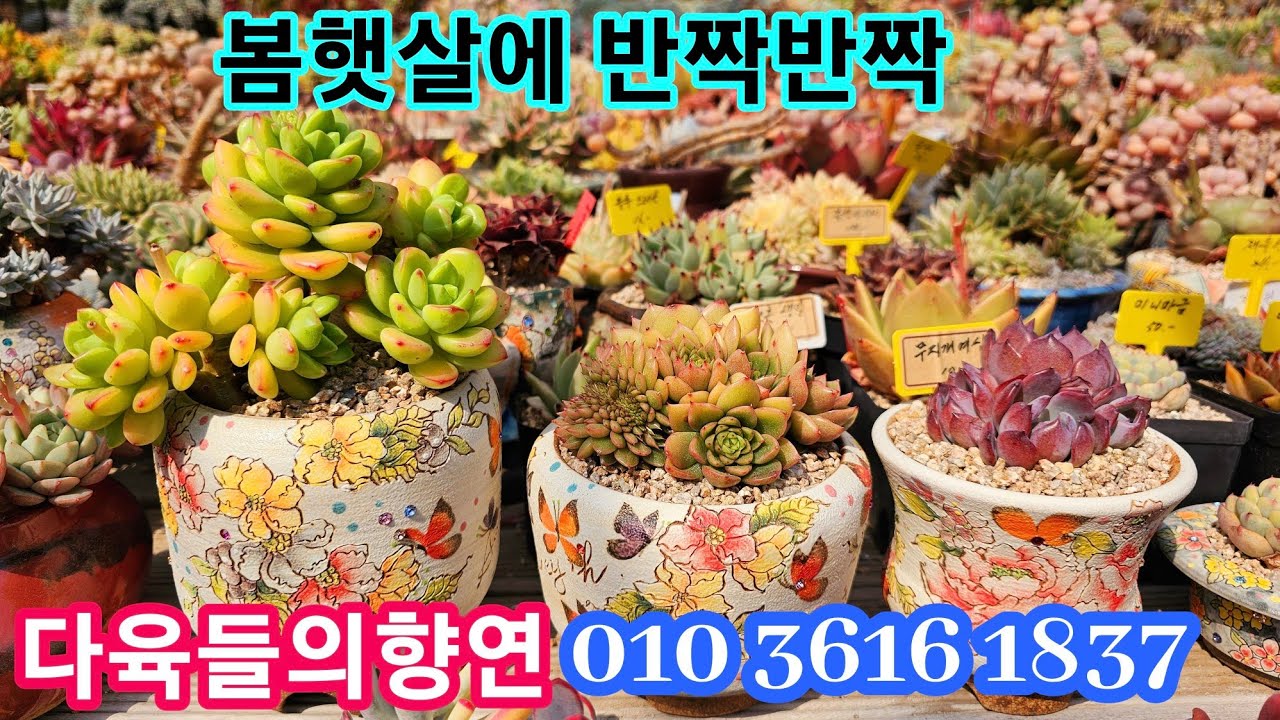 다육들의향연🤩신상다육들아미스타라온마리아금소인제금레드크라우스철화슈가베이비크라우스슈가베이비💥함께 힐링해요😍2349