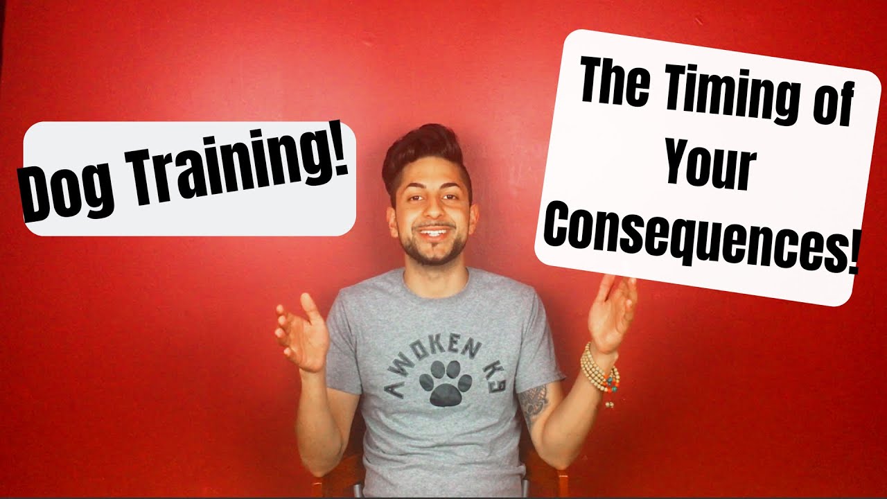 Dog Training | The Timing of Your Consequences - YouTube