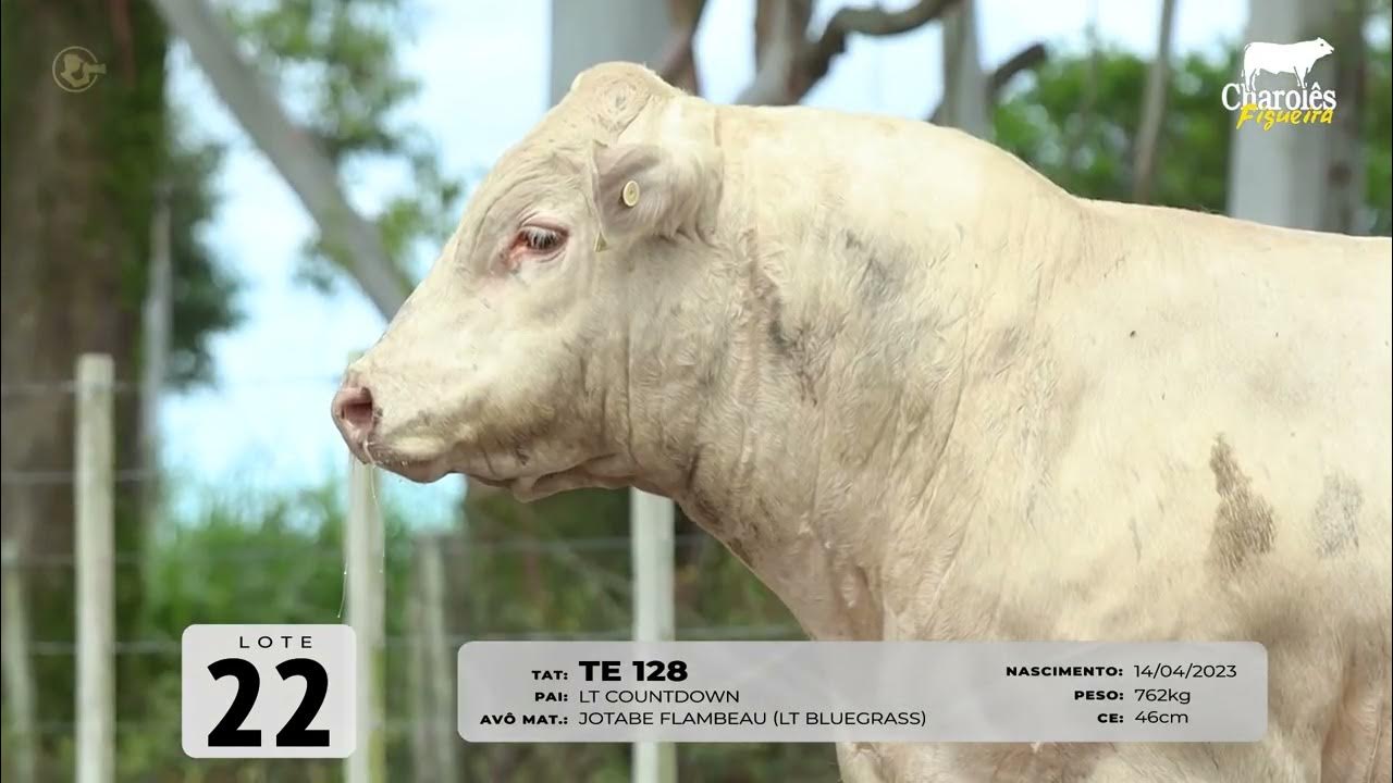 Lote 22 TAT TE128 - YouTube