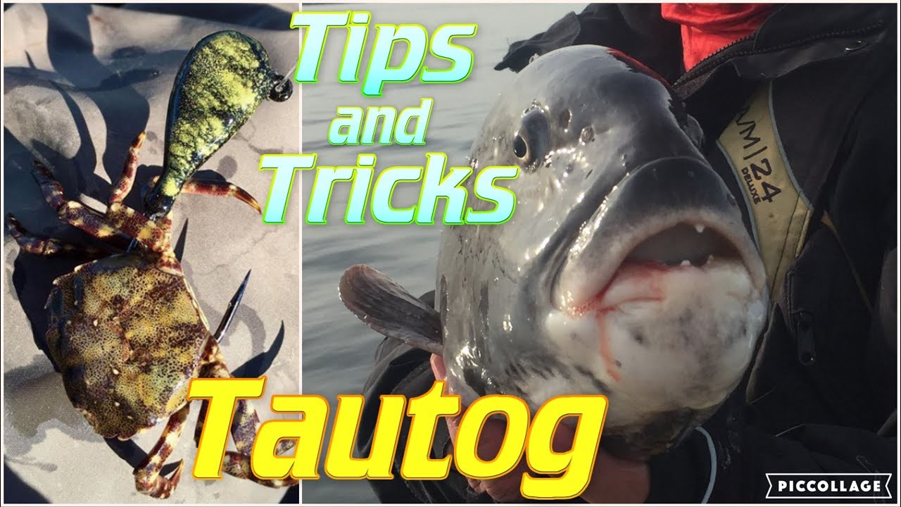 Blackfish Jigging Tips and Tricks! Kayak Tog Fishing - YouTube