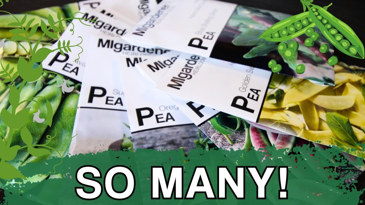 Complete Seed Shopping Guide To Understanding PEAS! - YouTube