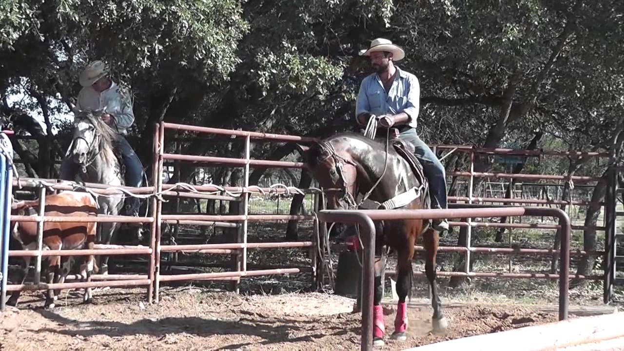 Mylanta Roan AQHA Appendix Bay Roan Gelding Roping Horse For Sale - YouTube