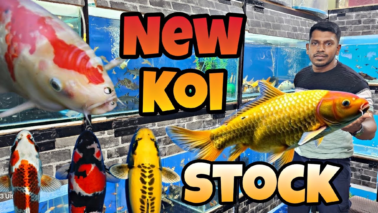 New Fish Stock | Big Size Kioi | Scales Kio's | Tetra Planted 🪴 Fish ...