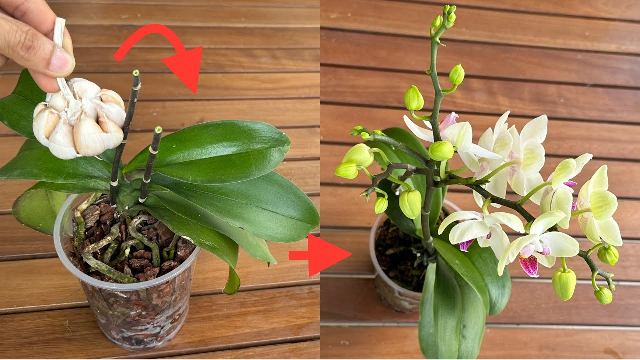 Tôi Đã Làm Điều Rất Dễ Này Và Thật Lạ Phong Lan Đã Nở Không Ngừng Quanh ...