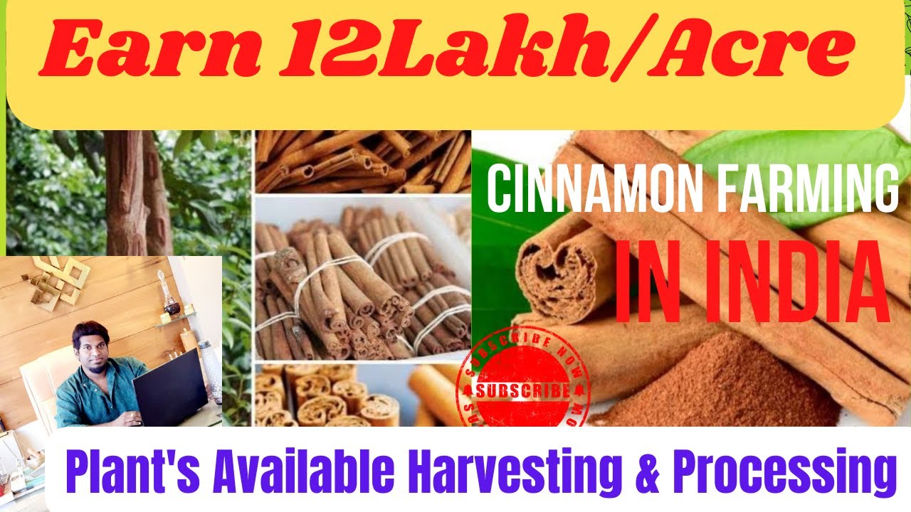 Cinnamon Farming/तेज पत्ता और दालचीनी की खेती/Cinnamon harvesting ...