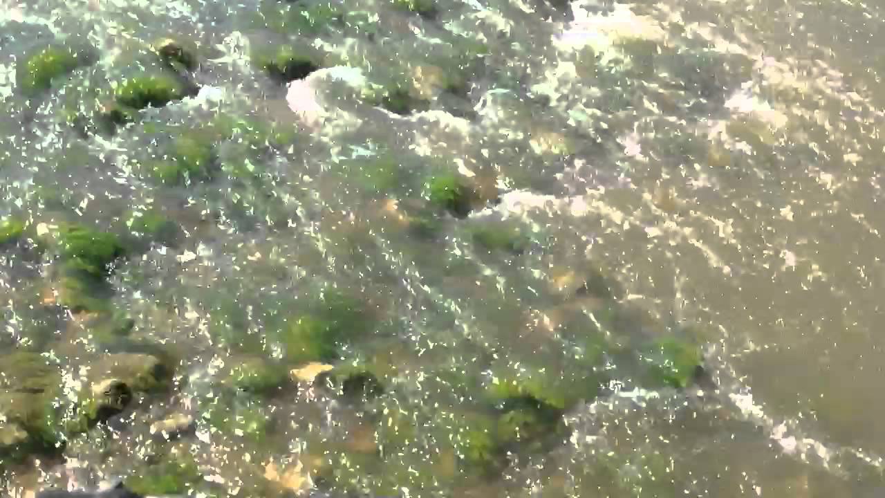Silver Carp Bowfishing - YouTube