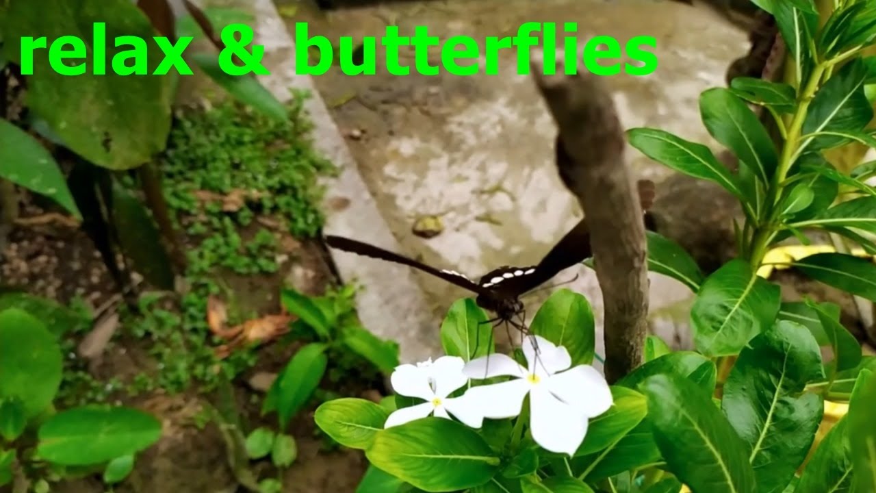 Calm relax music and butterflies - for your rest, deep sleep ...