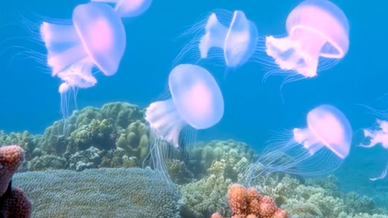 12 Hours Beautiful Coral Reef Fish, Relaxing Ocean Fish, & Stunning ...