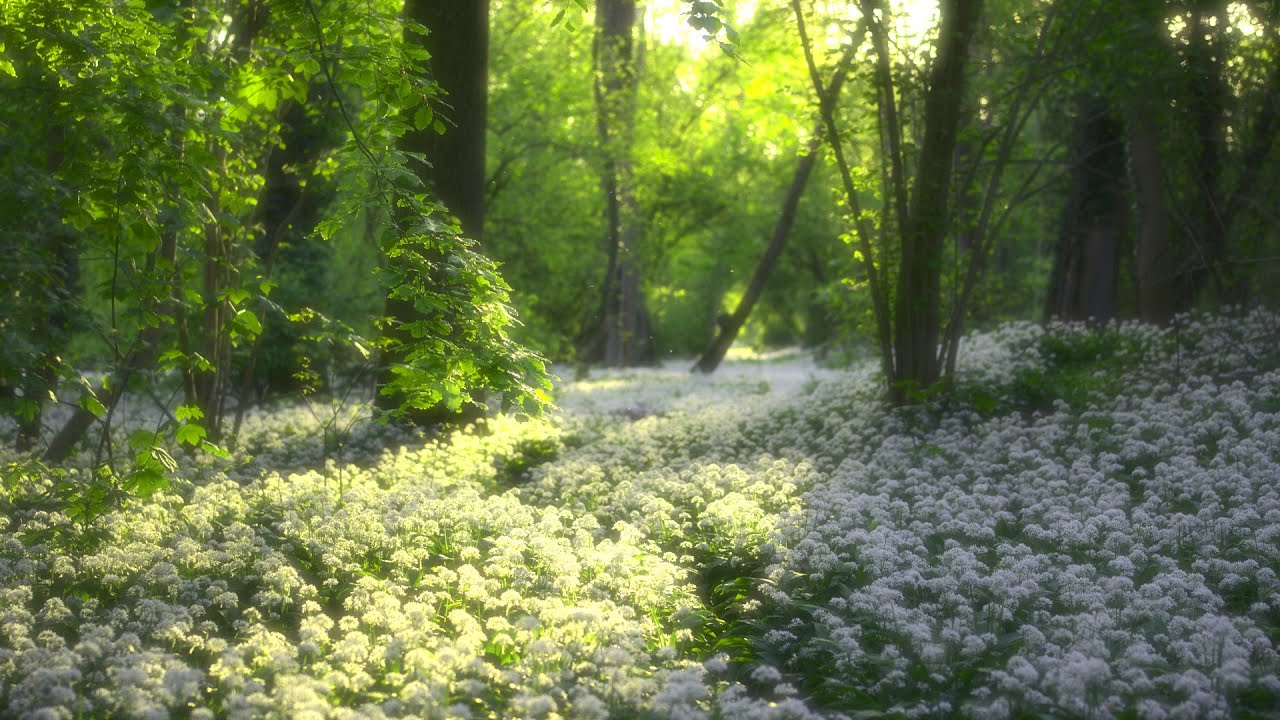 🌳 Peaceful Nature Sound Atmospheres for Stress Relief and Relaxation ...
