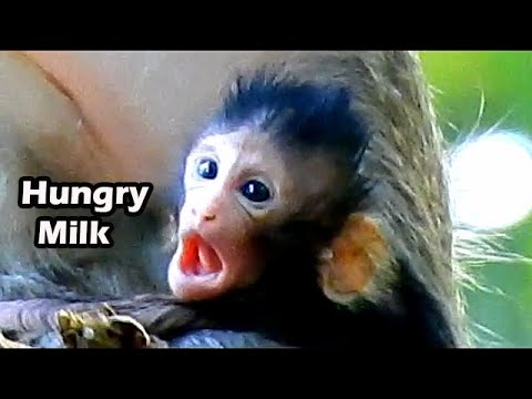 Baby Calvin Cry Ask Milk From Mum Casi | Calvin Has Lack Of Milk - YouTube