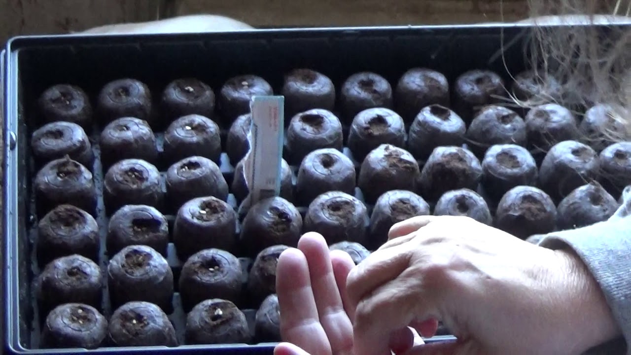 Need for Seeds Underground - Project: Garden (Part 1) - YouTube