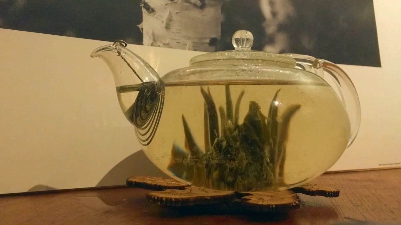 Green tea flower brewing time-lapse - YouTube