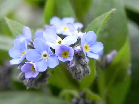 Forget Me Nots and Buds - YouTube
