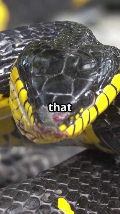 Meet the New Black Snake of Papua New Guinea! - YouTube