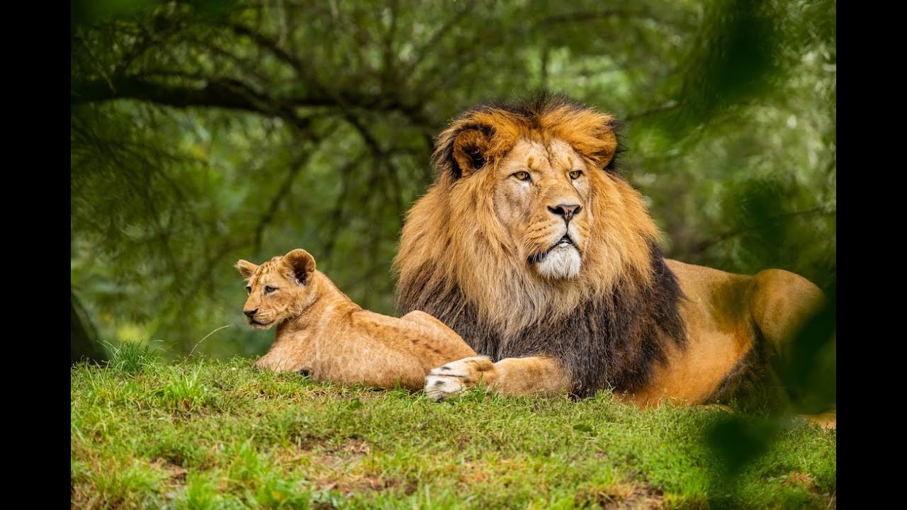 Lion - YouTube