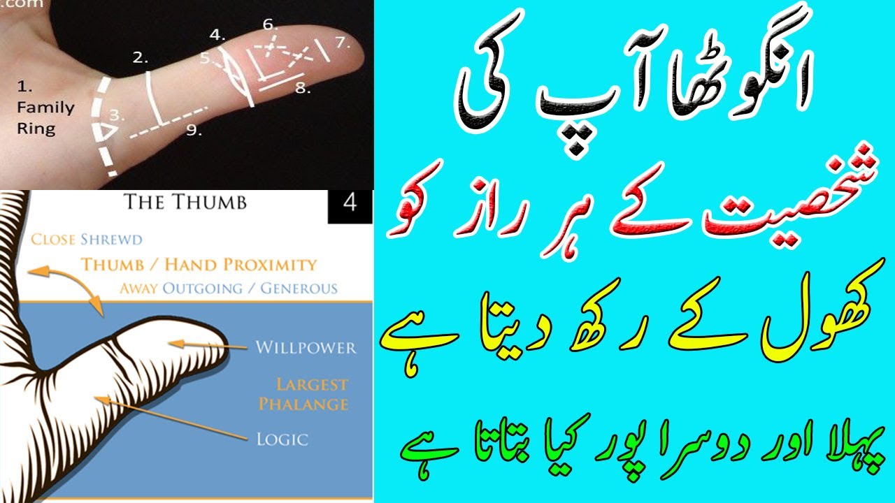 Thumb _ Types Of Thumb _ Thumb Analysis _ Your Thumb saying about your ...