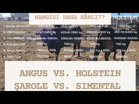 BESİ DANASI BESLEME MALİYETİ - BESİDE KARLILIK - IRKLARA GÖRE #angus #şarole #simental #holstein