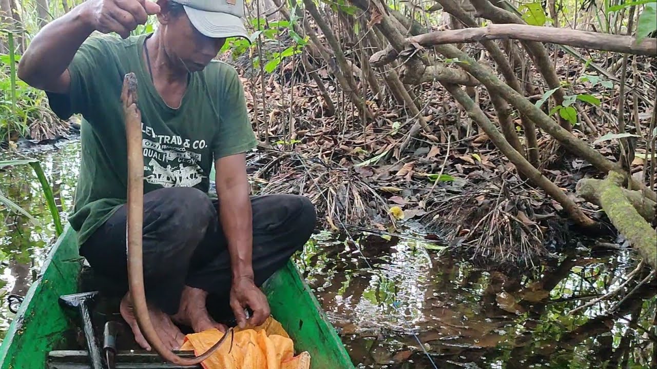 DAPAT BERMACAM MACAM JENIS PENGHUNI RAWA ‼️ - YouTube