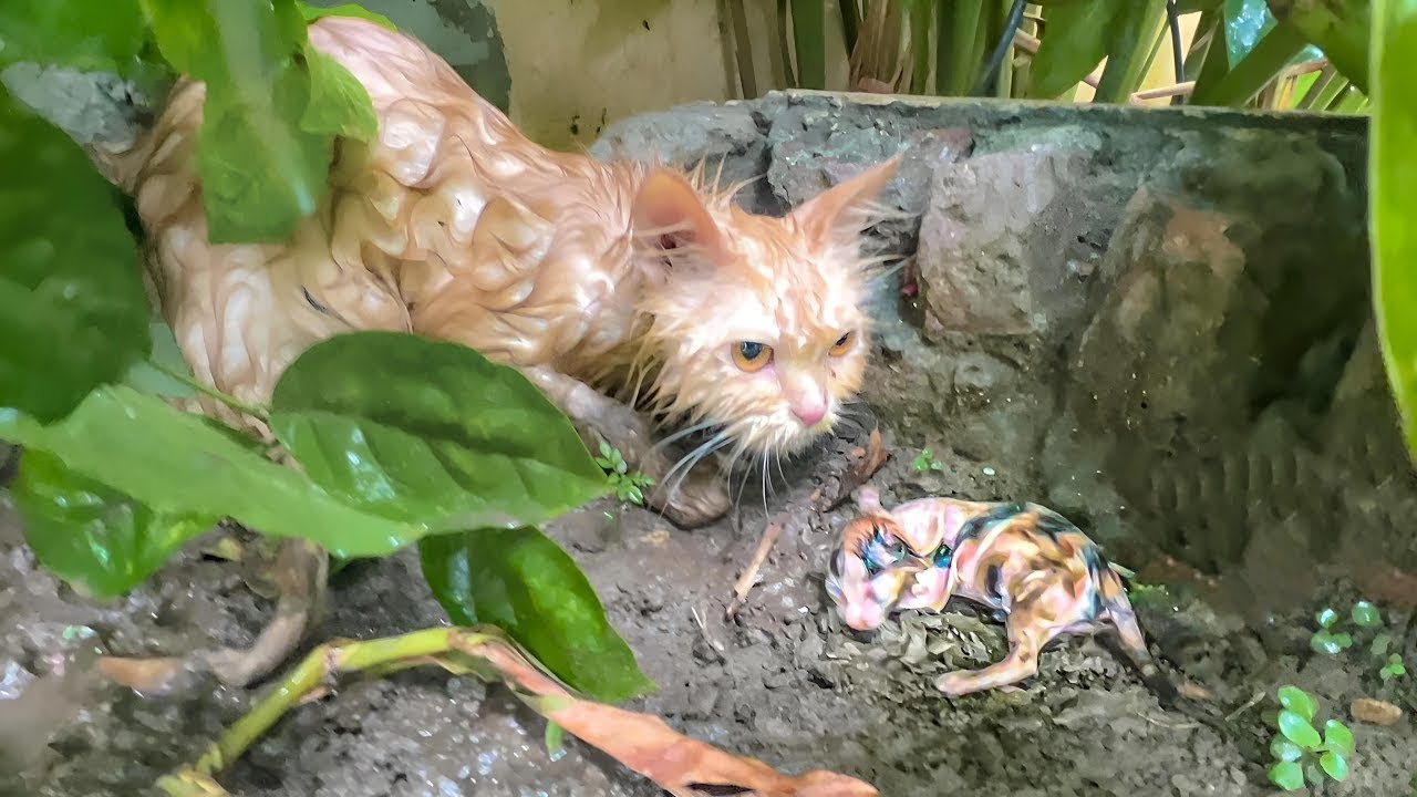 A mother cat is trying to Hard keep her kittens | Dry beneath the ...
