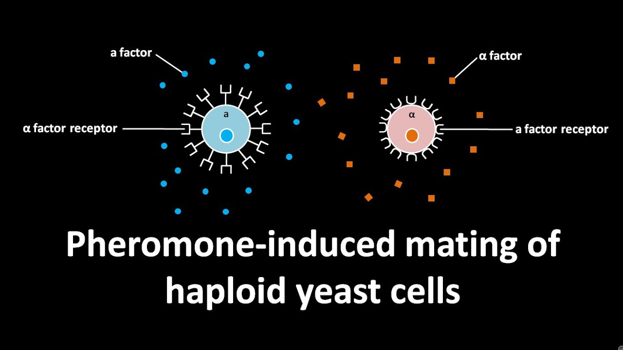 Pheromone induced mating of haploid yeast cells - YouTube