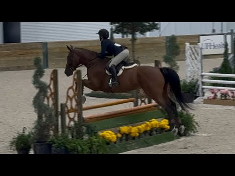4th place 15-17 3’3 eq round on “Motueka” out of a competitive group at WEC ocala