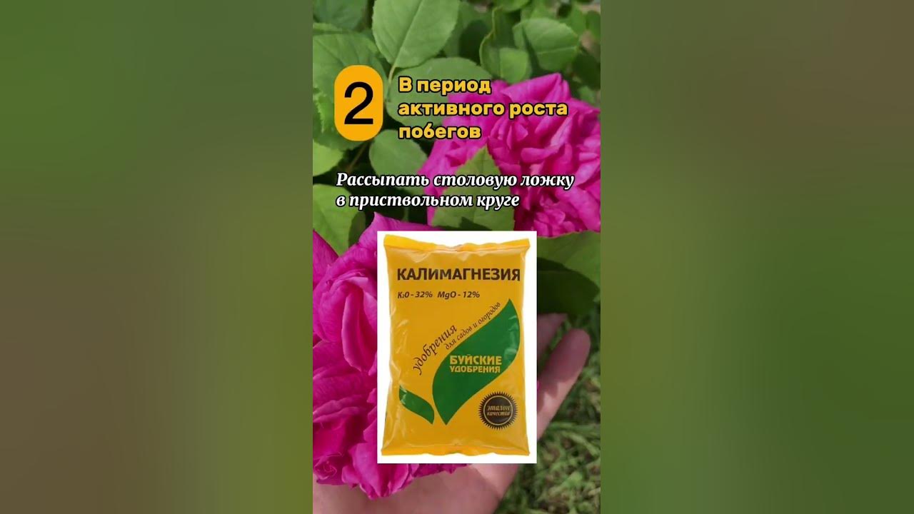 Подкормка роз для пышного цветения 🌹 #flower #розы #удобрение # ...