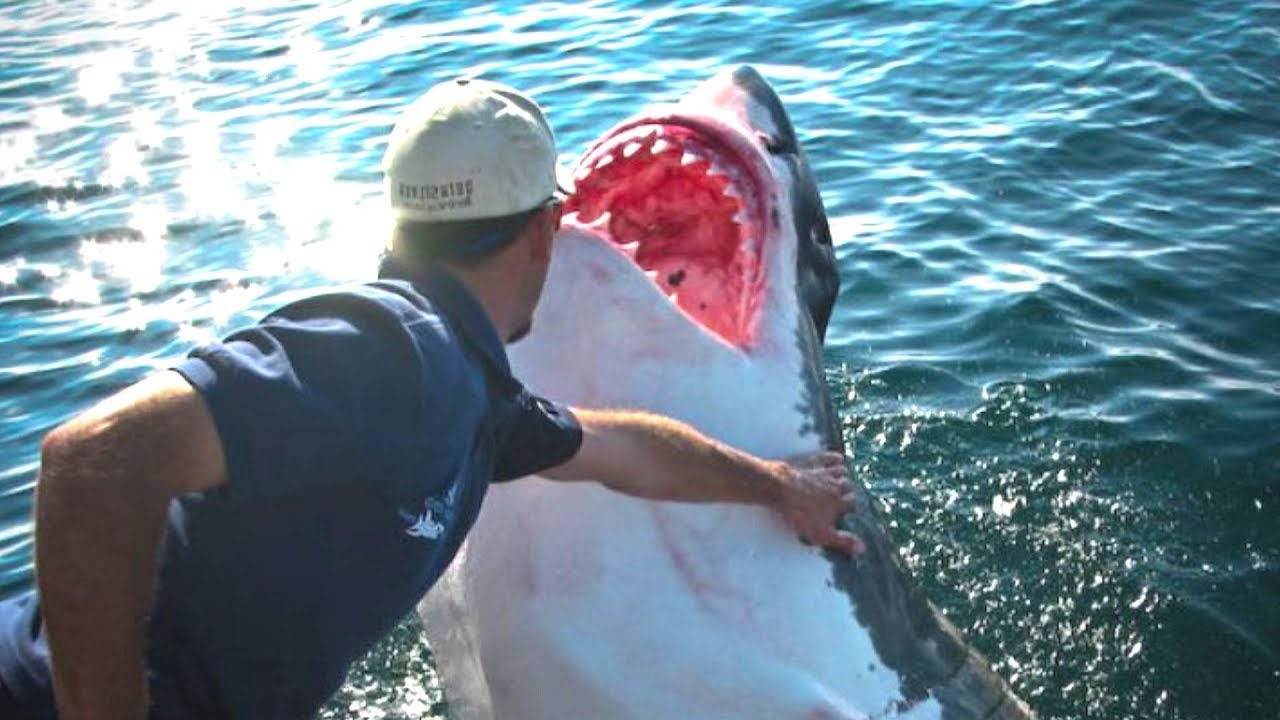 A fisherman saved a great white shark and had no idea what would happen ...
