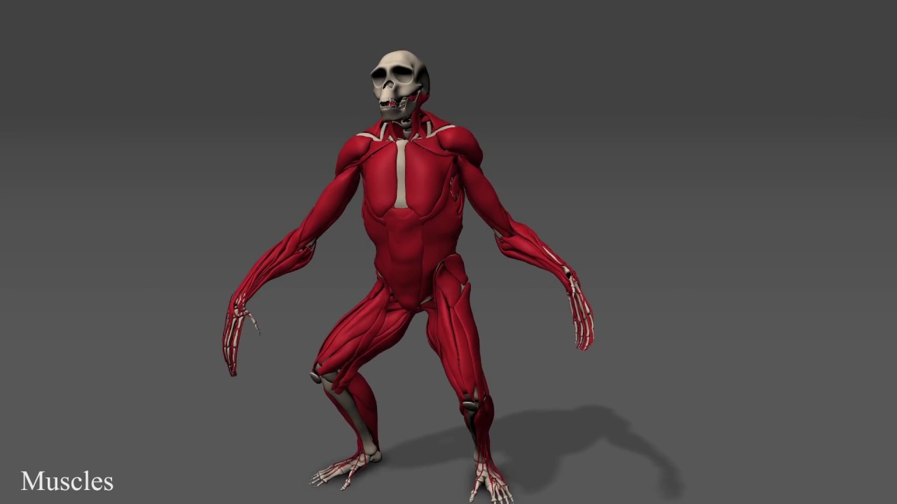 Ape Fooling___Muscles-Fascia-Fat-Skin with Ziva - YouTube