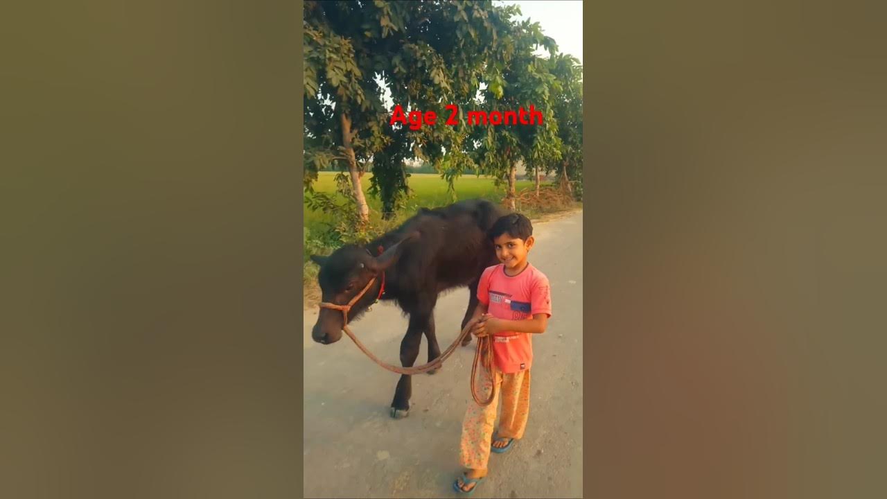 Govind Jangra#murrha #murrhacalf #trendingshorts #viralshort - YouTube