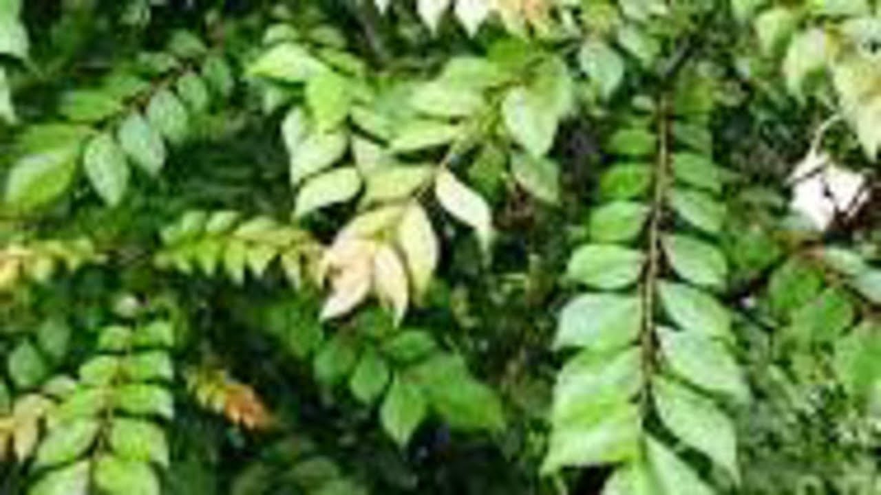 Veppila Chamanthi/ Curry Leaf dish/ വേപ്പില ചമ്മന്തി | My Kitchen- Ente ...