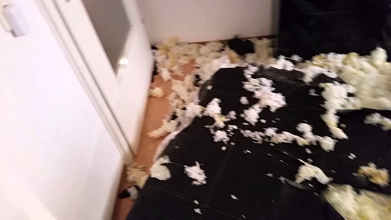 Oops! The sofa cushions exploded (puppy!) - YouTube
