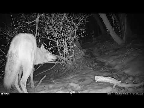 Close-Up Encounter with a Coyote! | Trail Camera Captures a Majestic Male