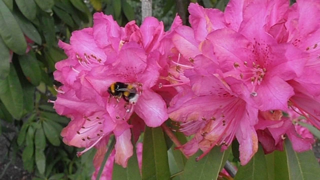 Rododendro: Rhododendron arboreum (www.riomoros.com) - YouTube