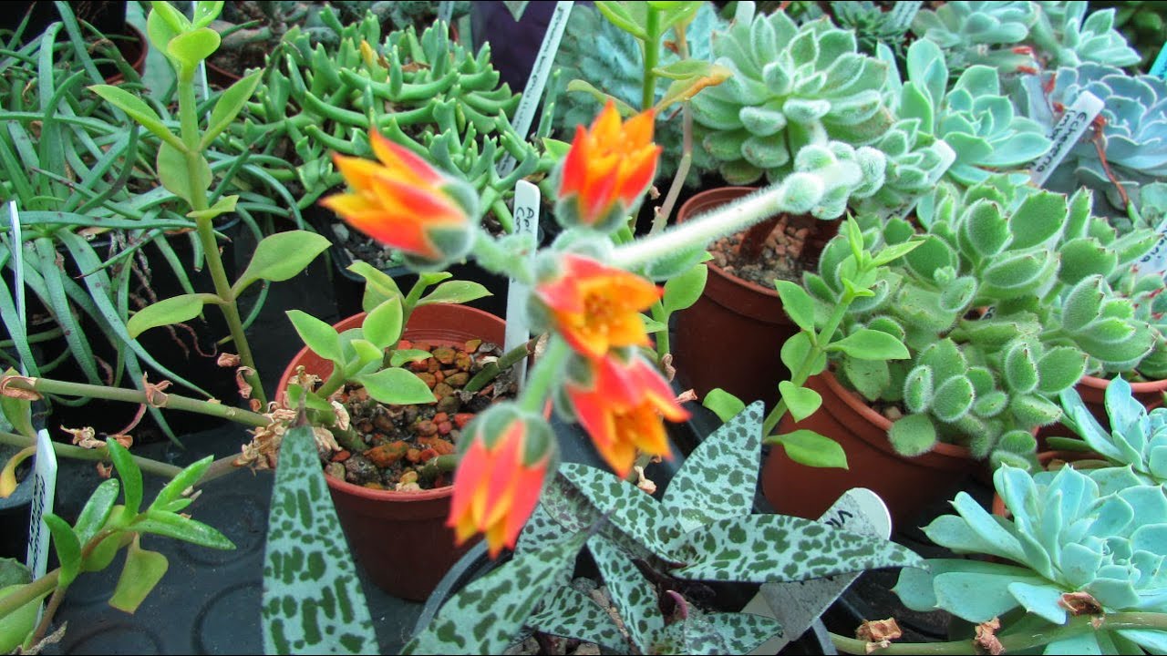 Echeveria setosa Succulent Plant in beautiful Bloom - The Mexican fire ...