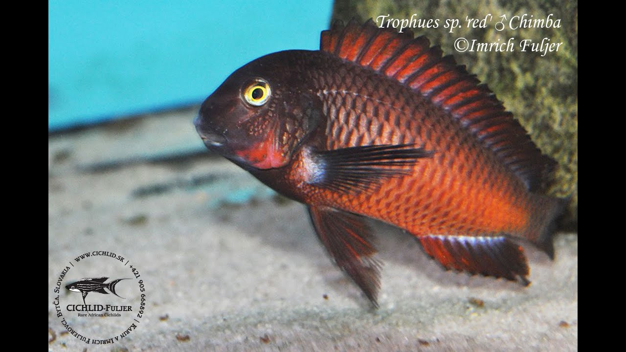 Tropheus sp. 'red' Chimba - YouTube