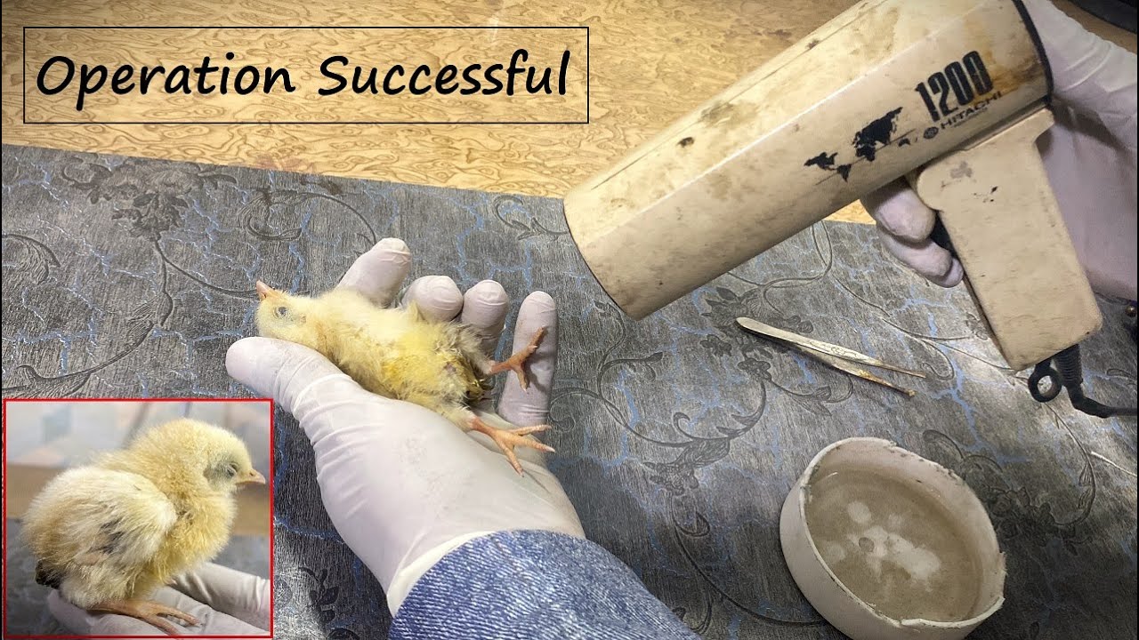 Rescue Fully Baby chick within 2 mins - Baby Chick Life Saving ...