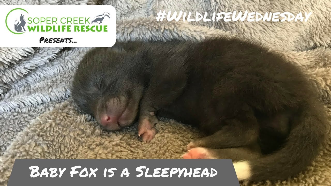 Watch this one week old fox take a nap - YouTube