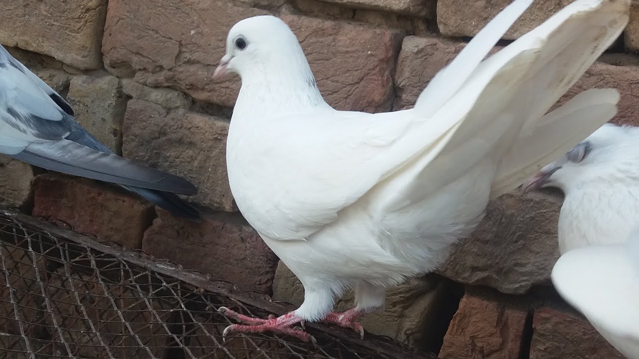 kamal_da_kabootar_baz_ustad#kabootarbazi#ustad - YouTube