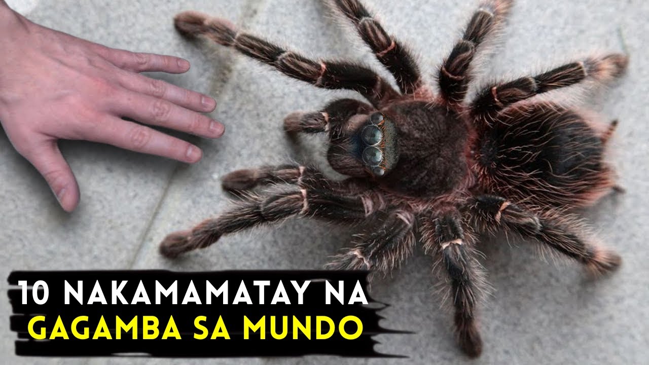 10 PINAKA Nakamamatay na GAGAMBA sa Mundo | GAGAMBA na Matindi pa sa ...