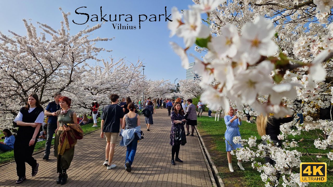 Sakura park Vilnius Walking tour 4K - YouTube