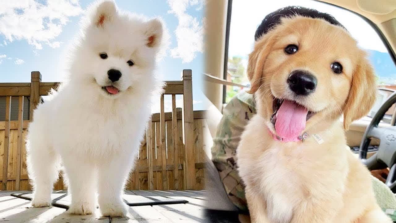 ♥Cute Puppies Doing Funny Things 2019♥ #11 Cutest Dogs - YouTube