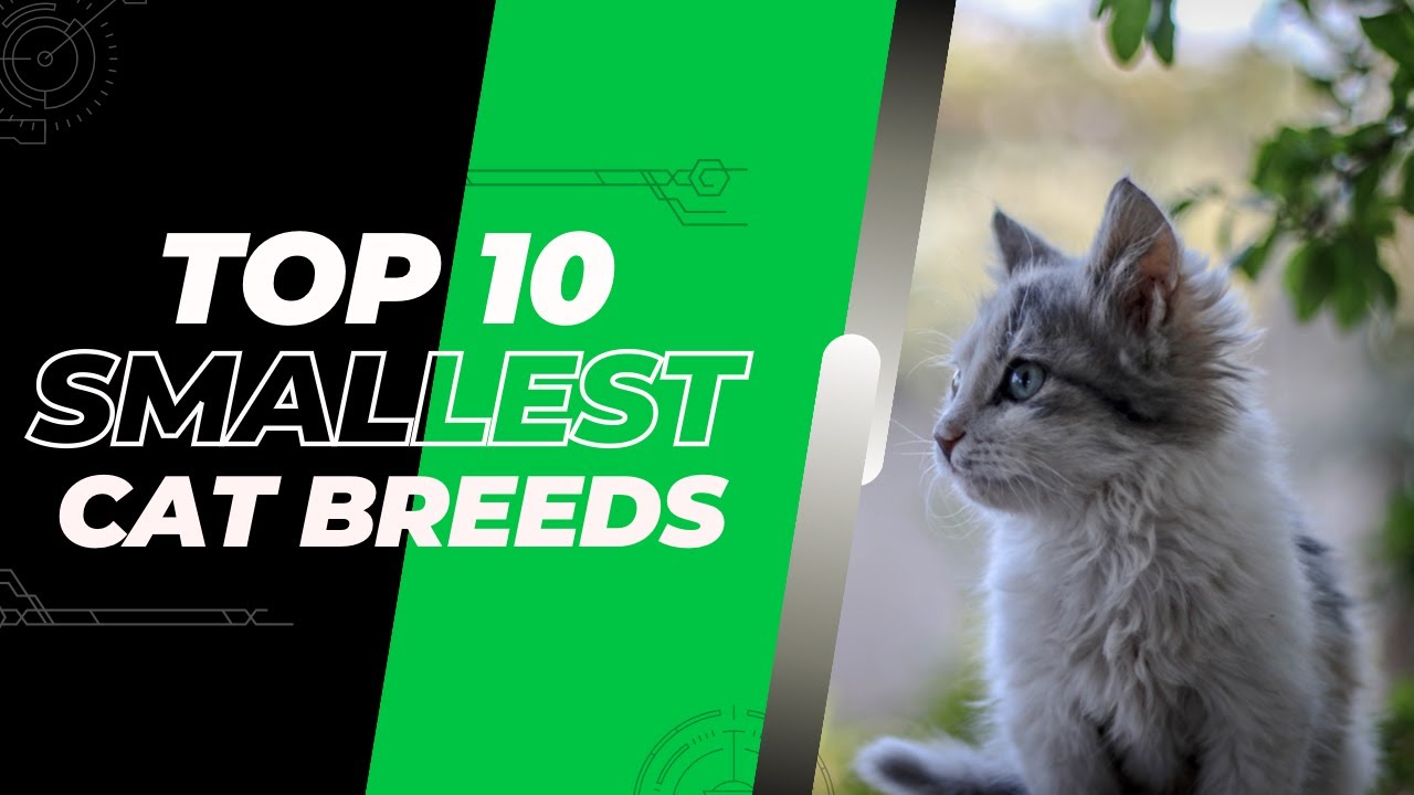 top 10 smallest cat breeds in the world. - YouTube