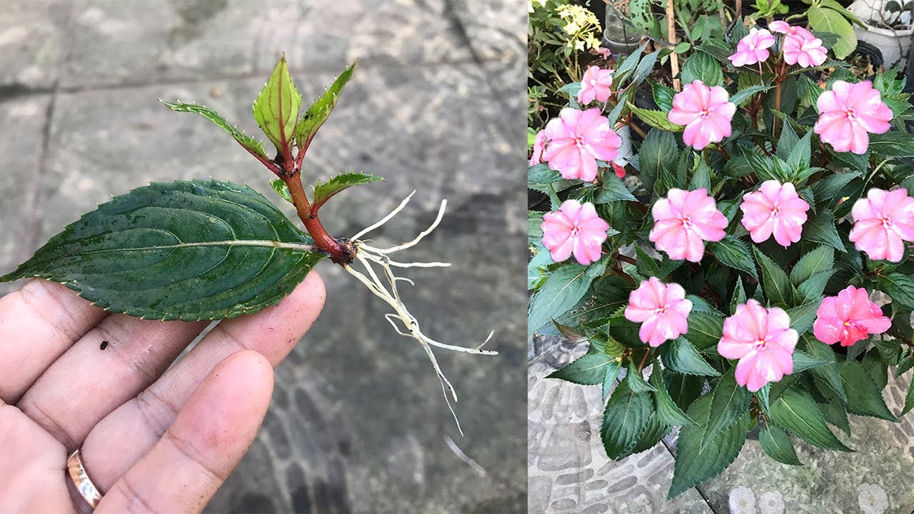 Impatiens walleriana grown from leaves produces endless roots and sprouts - YouTube
