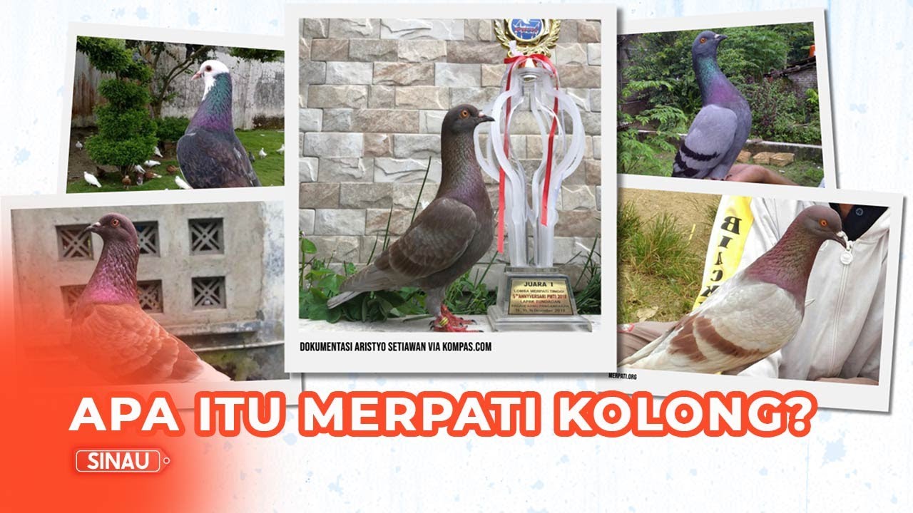 Unik! Lomba Merpati Tinggi Kolong Meja dengan Hadiah Jutaan Rupiah ...