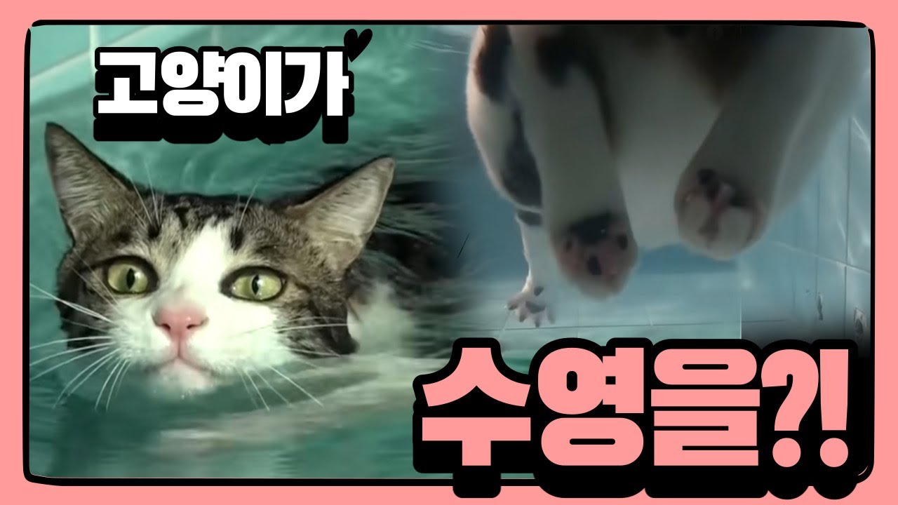 수영하는고양이 홍이 ( Swimming Phelps Cat *LIT*(ENG) 애니멀봐 출현!!! | 냥보호녀 - YouTube